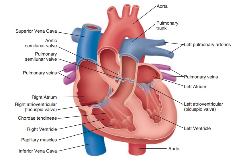 Structures Of The Heart