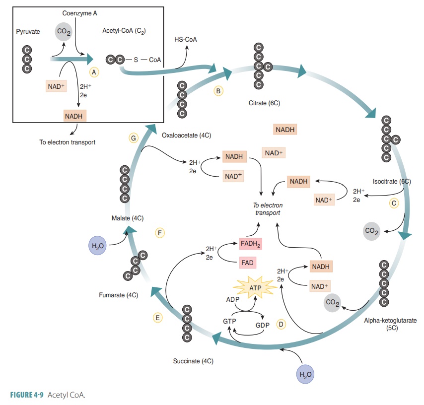 Metabolic Pathways Cellular Metabolism