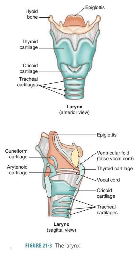 Epiglottic Cartilage Epiglottic Cartilage