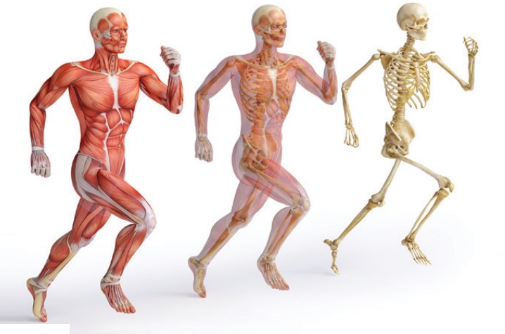 Introduction To Human Anatomy And Physiology