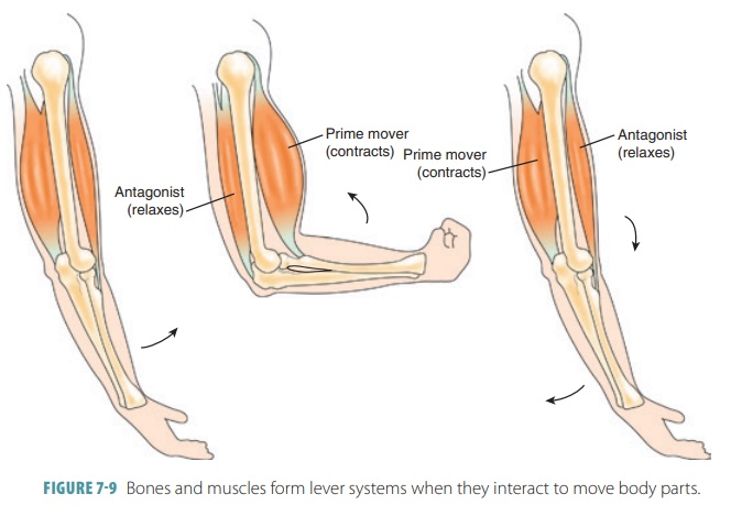 Functions Of Bones
