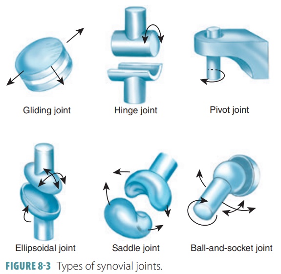 Types Of Synovial Joints