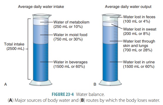 Fluid Balance Anatomy And Physiology