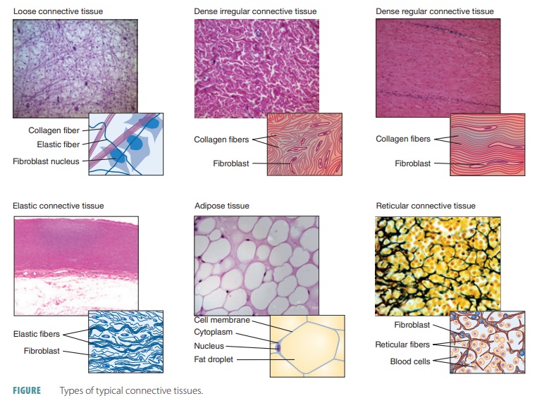 Connective Tissues Functions Types Characteristics Components 
