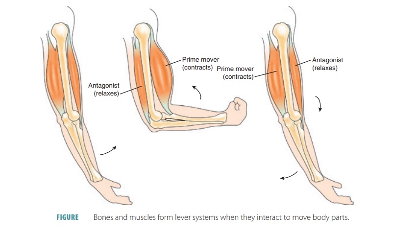 Functions Of Bones