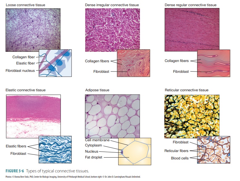 Art labeling Activity Types Of Connective Tissue Proper 45 OFF